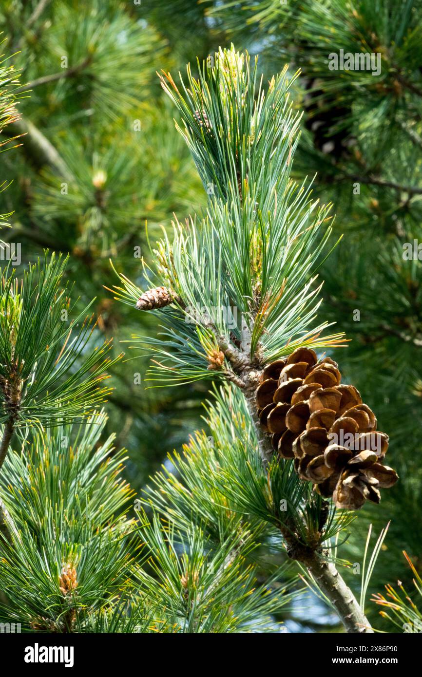 Female, Cone Pinus peuce "Glauca" Balkan Pine, Needles Stock Photo - Alamy