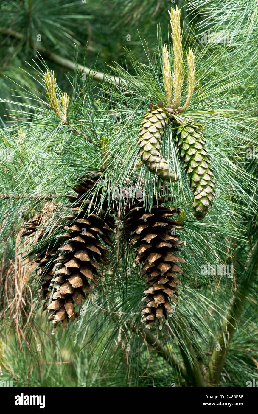 Ayacahuite Pine Cones Pinus ayacahuite, Mexican White Pine, Pino ...