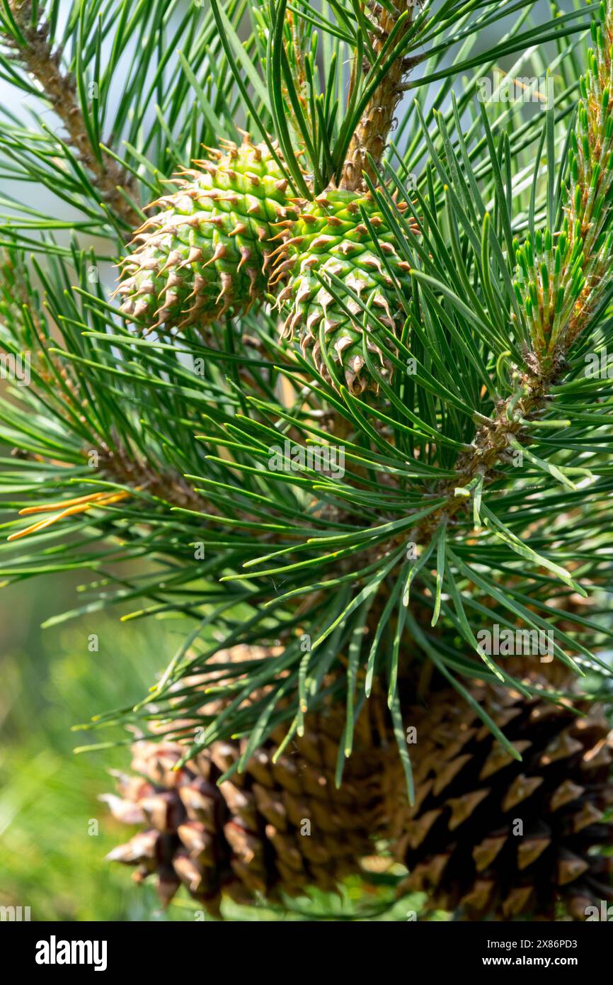 Table Mountain Pine Pinus pungens Pinus Cones Stock Photo - Alamy