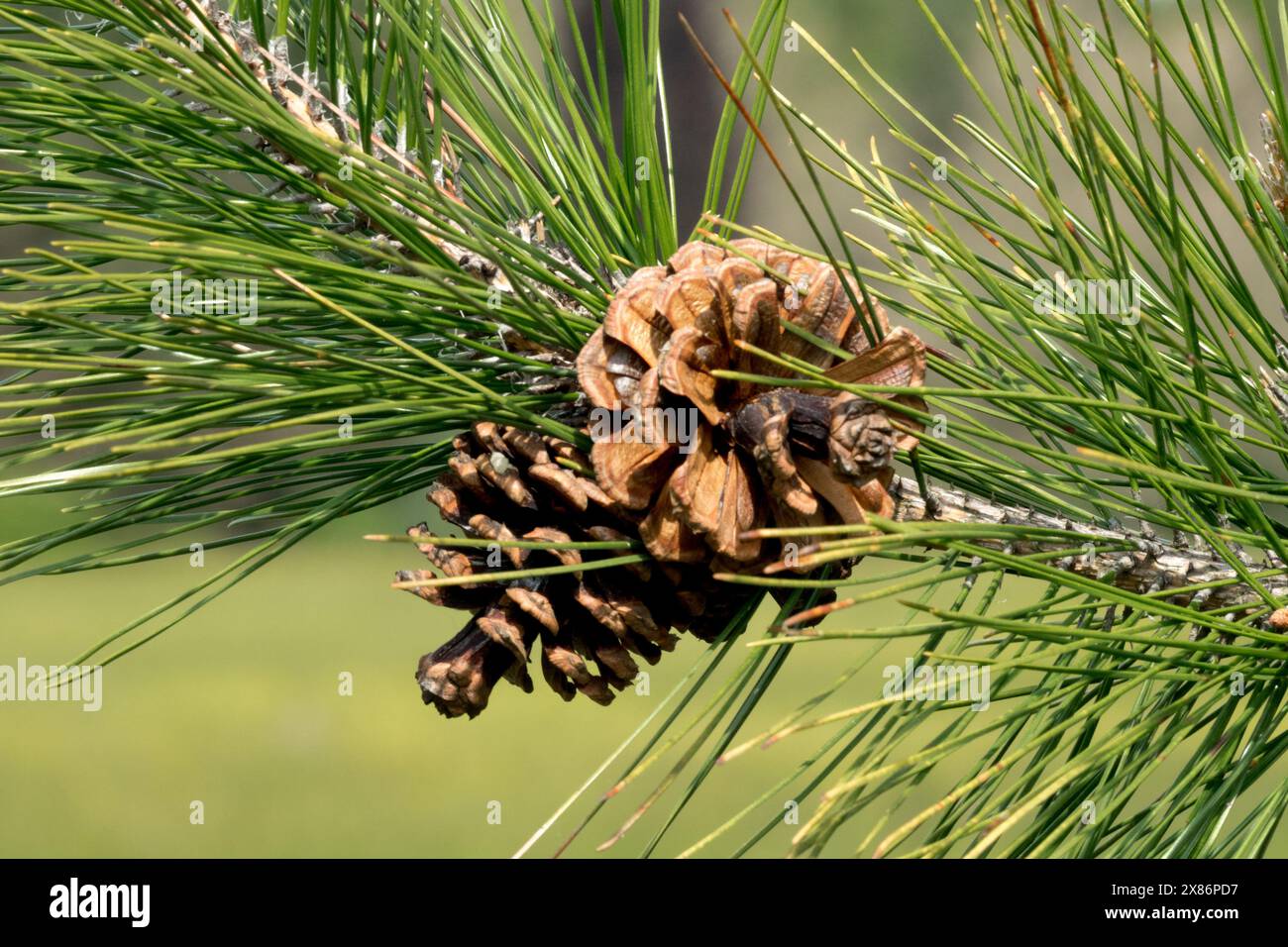 Chinese Hard Pine Cones Pinus hwangshanensis Stock Photo - Alamy