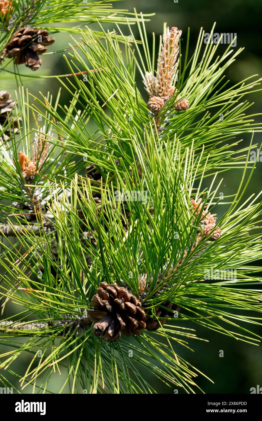 Yellow Mountain Pine Cones, Pinus hwangshanensis Stock Photo - Alamy