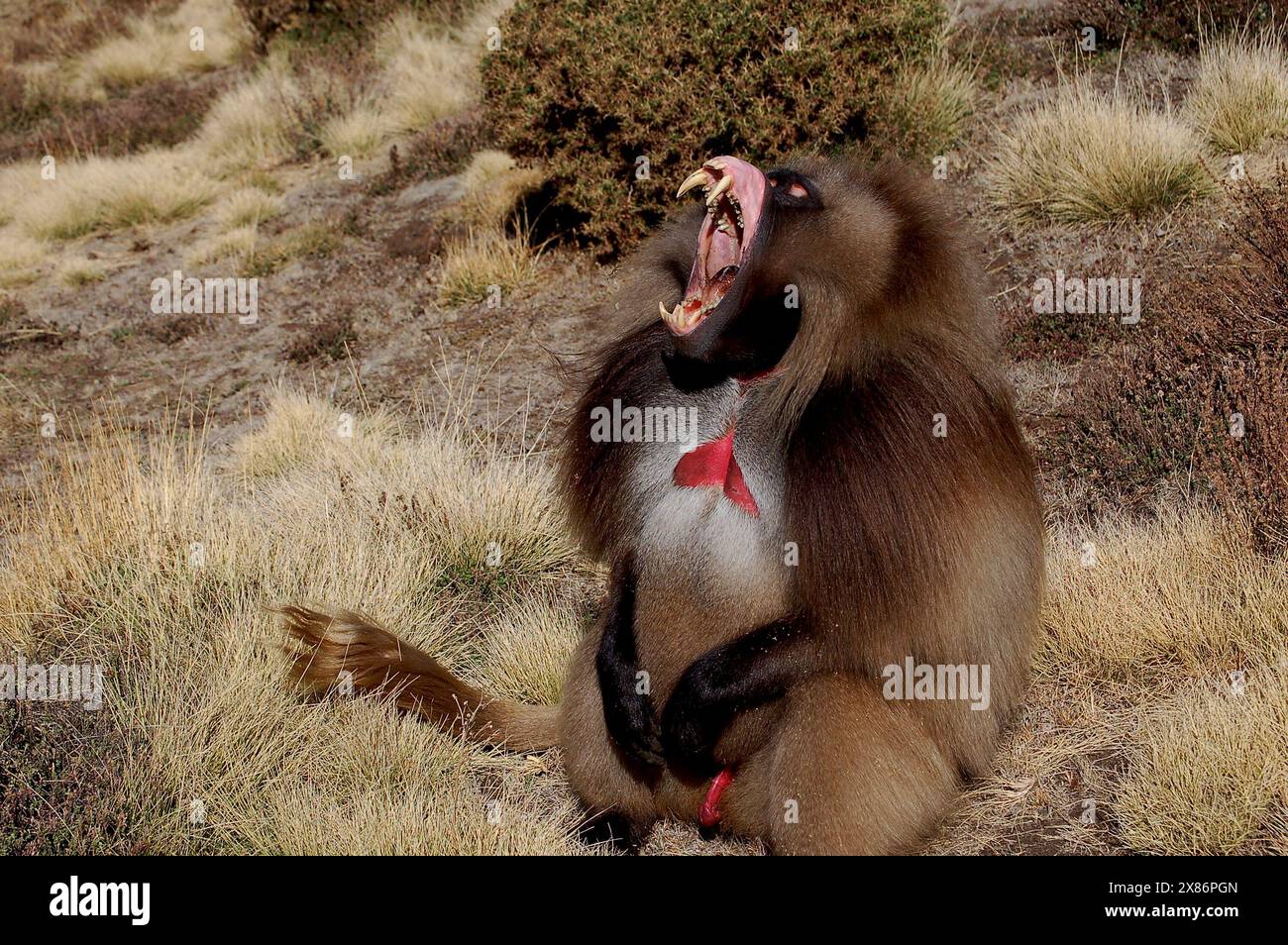 Baboon Gelada showing his strength Stock Photo - Alamy