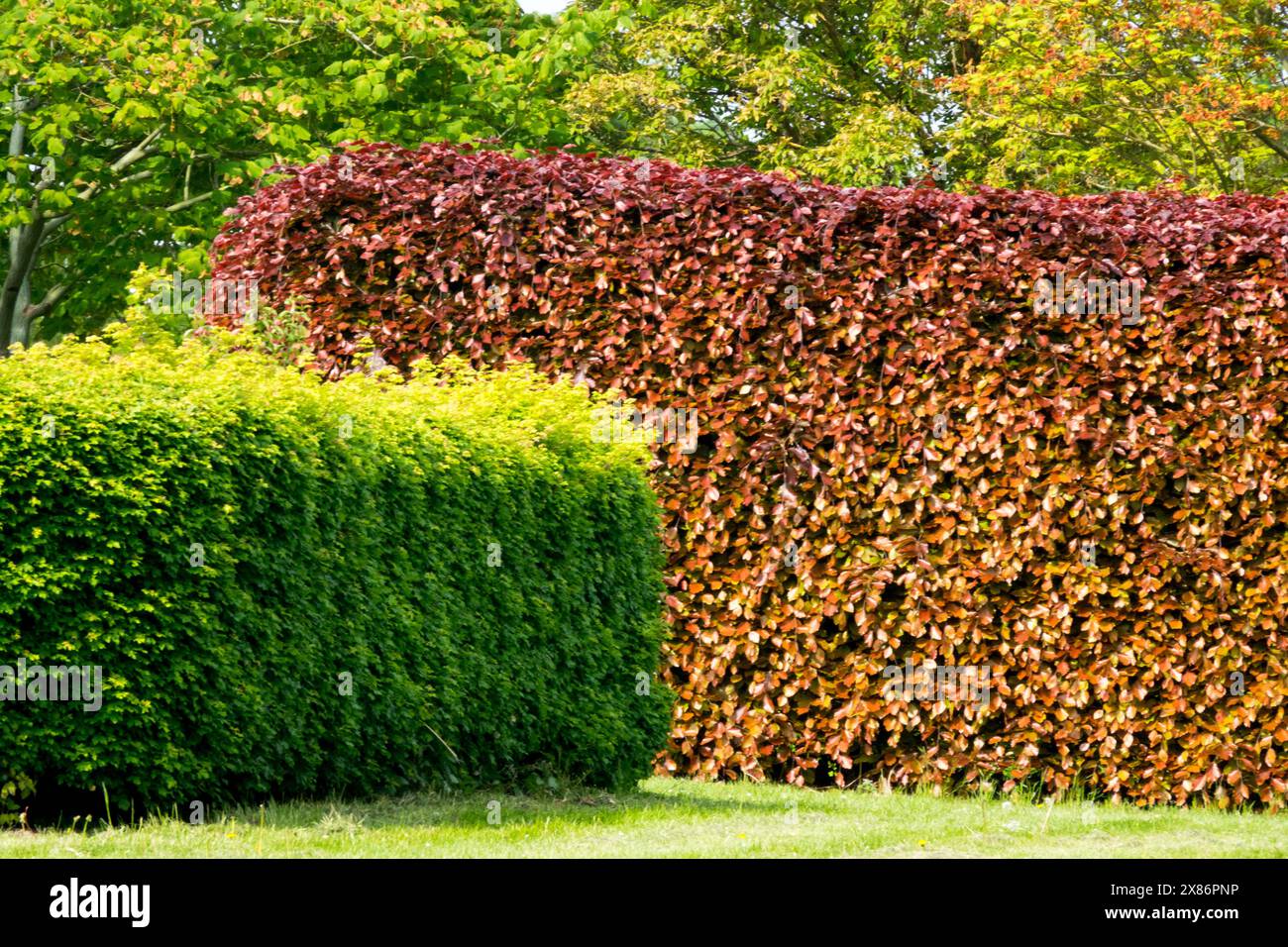 European Beech Hedge Fagus sylvatica Purpurea Atropunicea, Garden Stock Photo - Alamy