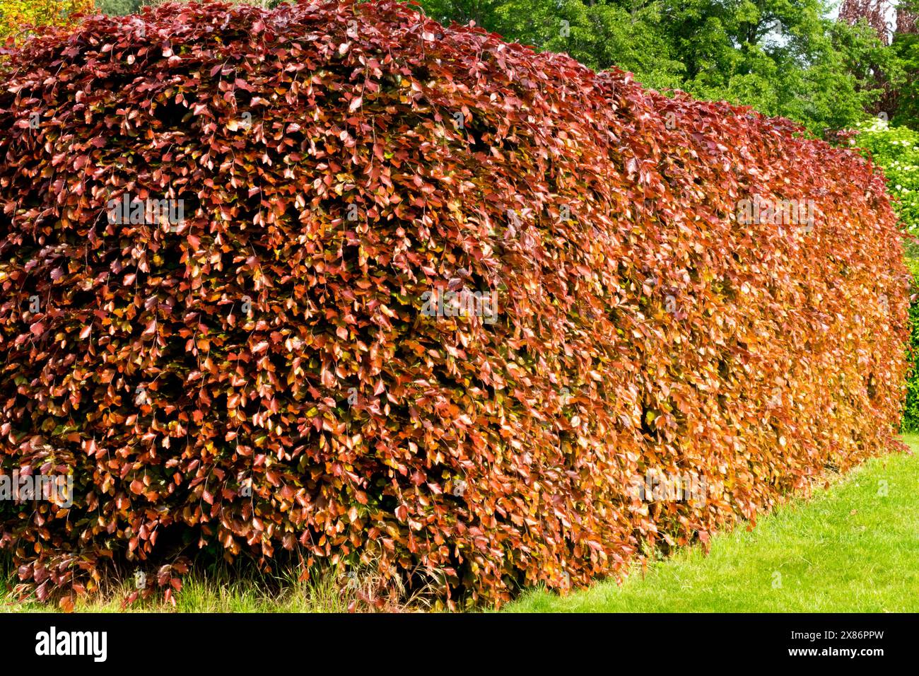 European Beech Hedge Fagus sylvatica Purpurea Atropunicea, Garden Stock Photo - Alamy
