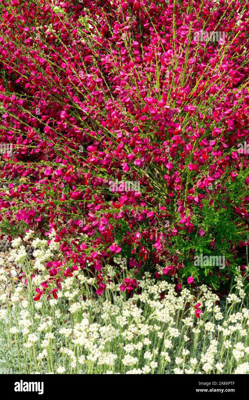 Cytisus boskoop ruby hi-res stock photography and images - Alamy