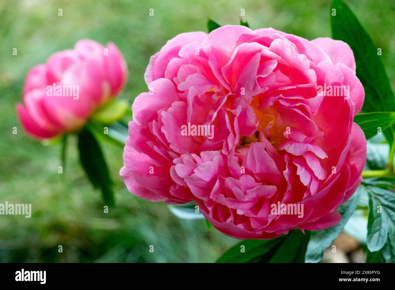 Chinese Peony Paeonia "PinkHawaiian" Head Flower Stock Photo - Alamy