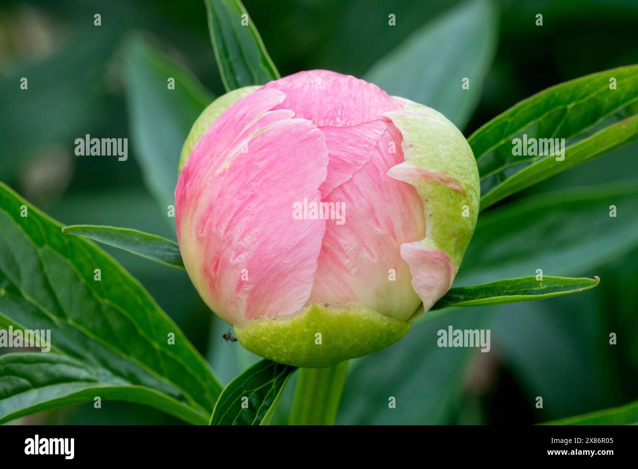 Chinese Peony Bud Paeonia lactiflora Peony Budding Pink,Peony "Abalone ...