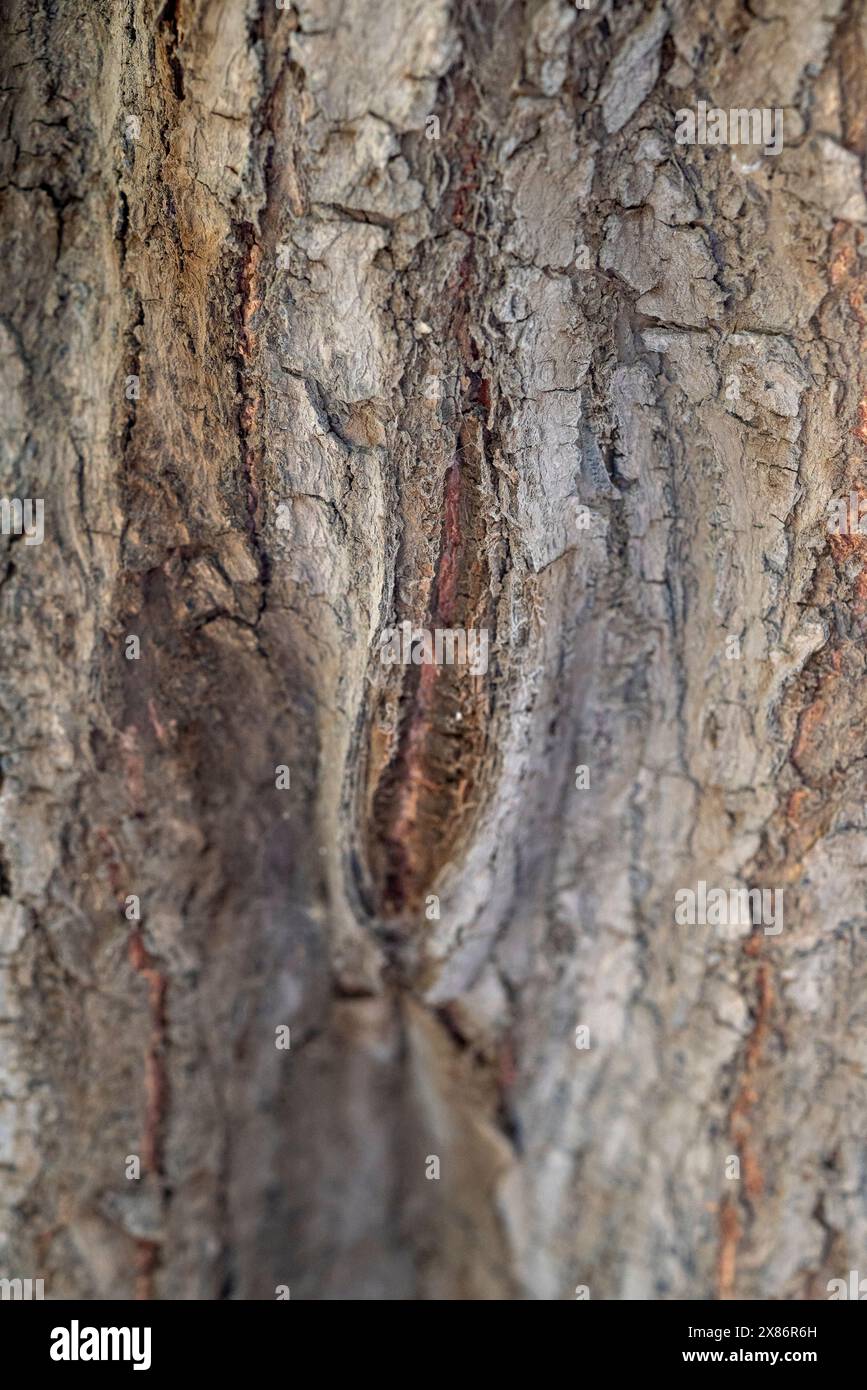 Biological pattern hi-res stock photography and images - Alamy