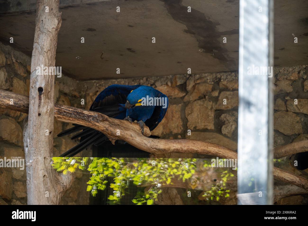 Hyacinth macaw parrot in the Biblical Zoo in Jerusalem, Israel. High ...