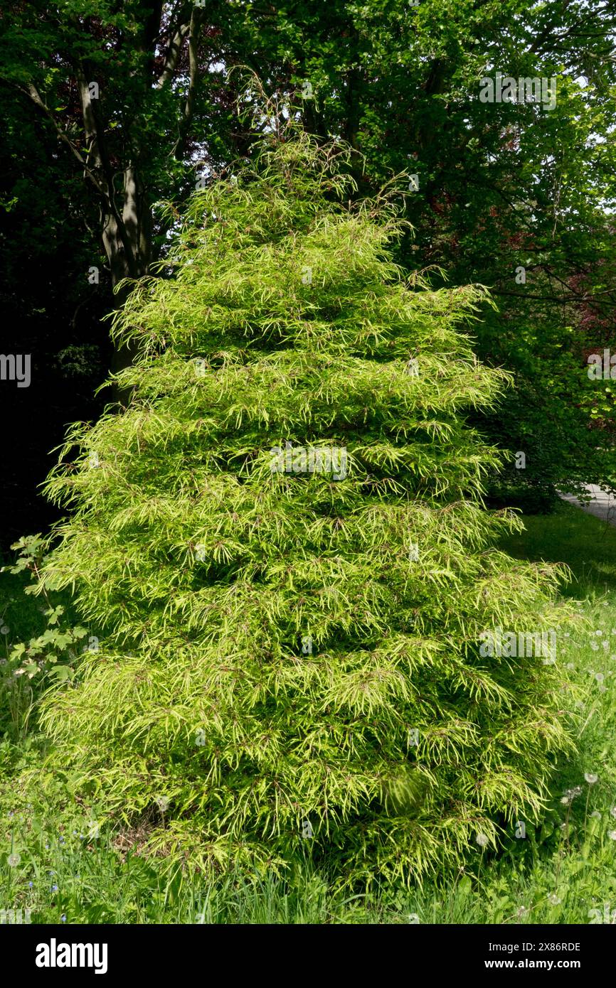 Fagus sylvatica "Mercedes" Tree European Beech Stock Photo - Alamy