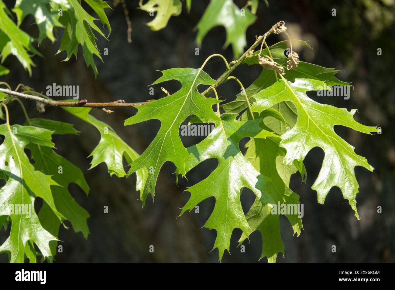 Black Oak Leaves, Quercus velutina Stock Photo - Alamy