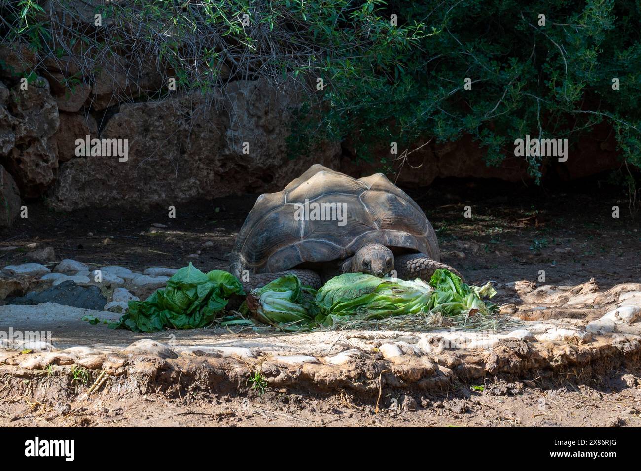 Aldabra giant tortoise eating cabbage at the Biblical Zoo in Jerusalem ...