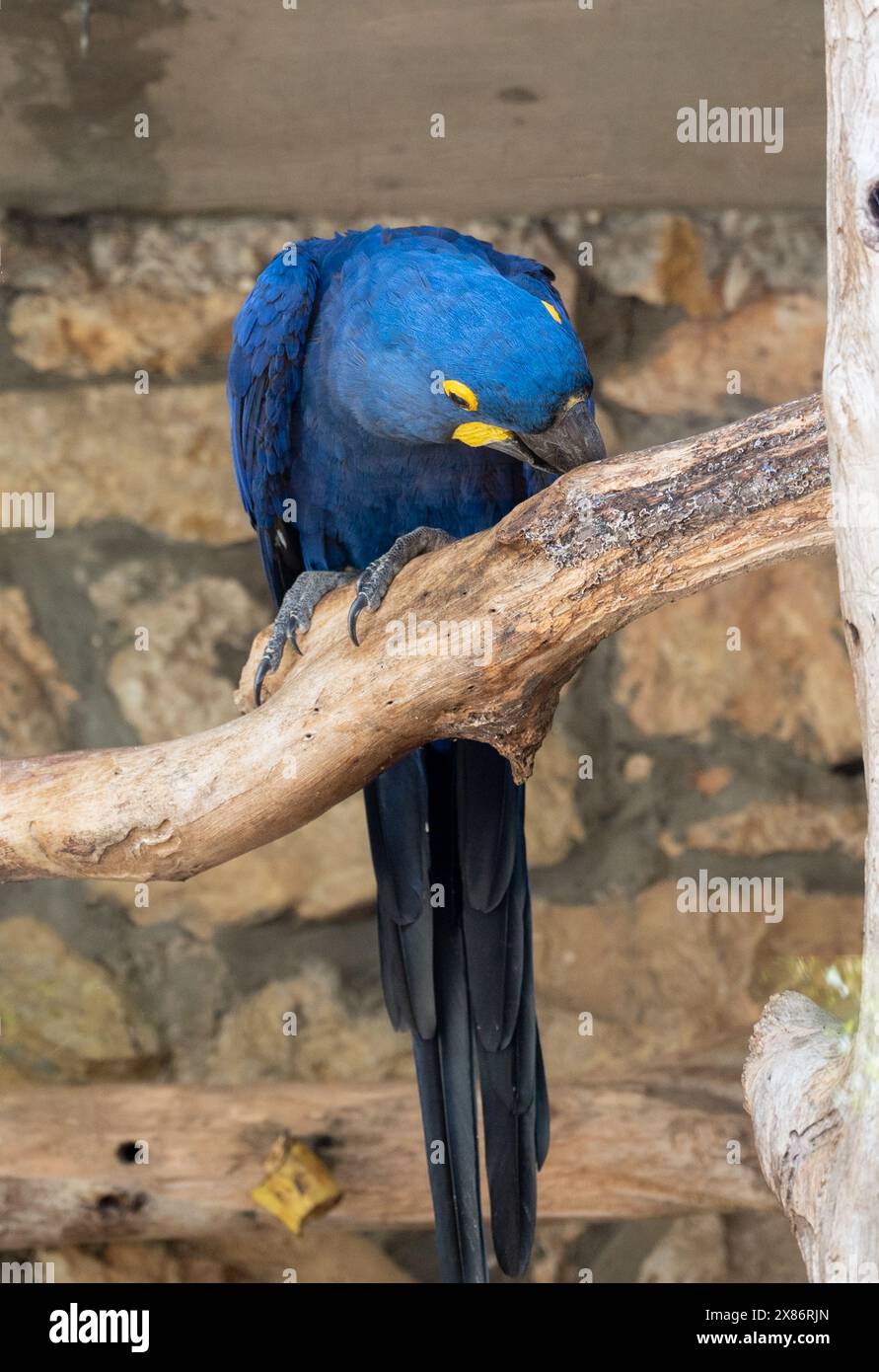 Hyacinth macaw parrot in the Biblical Zoo in Jerusalem, Israel. High ...