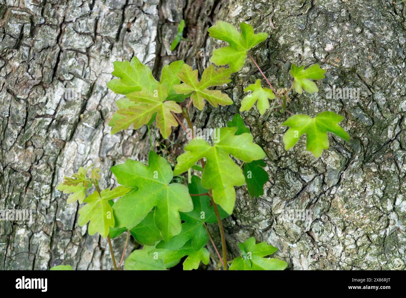 Acer campestre Leaves Field maple Bark Texture Stock Photo - Alamy