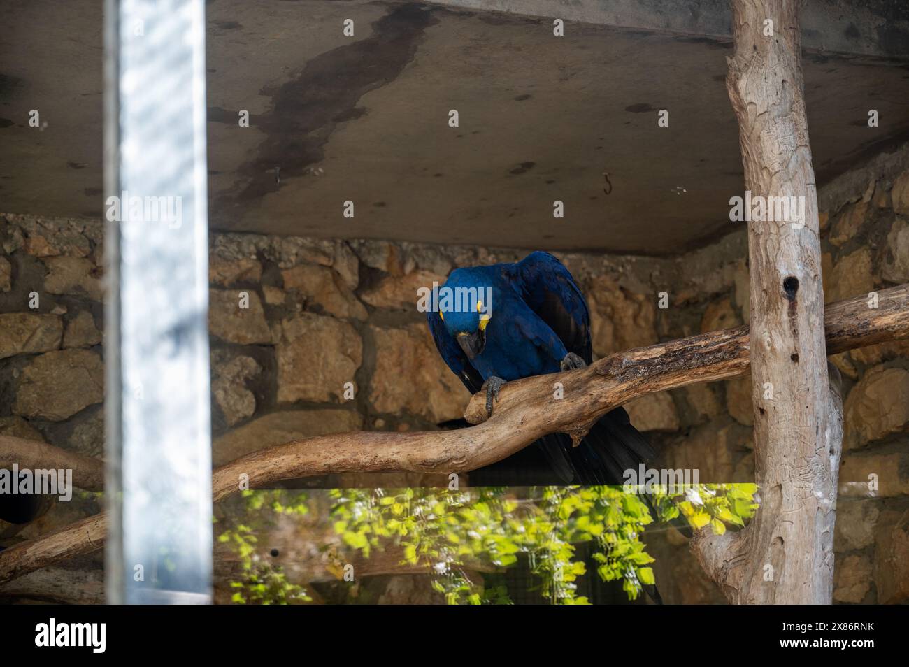 Hyacinth macaw parrot in the Biblical Zoo in Jerusalem, Israel. High ...