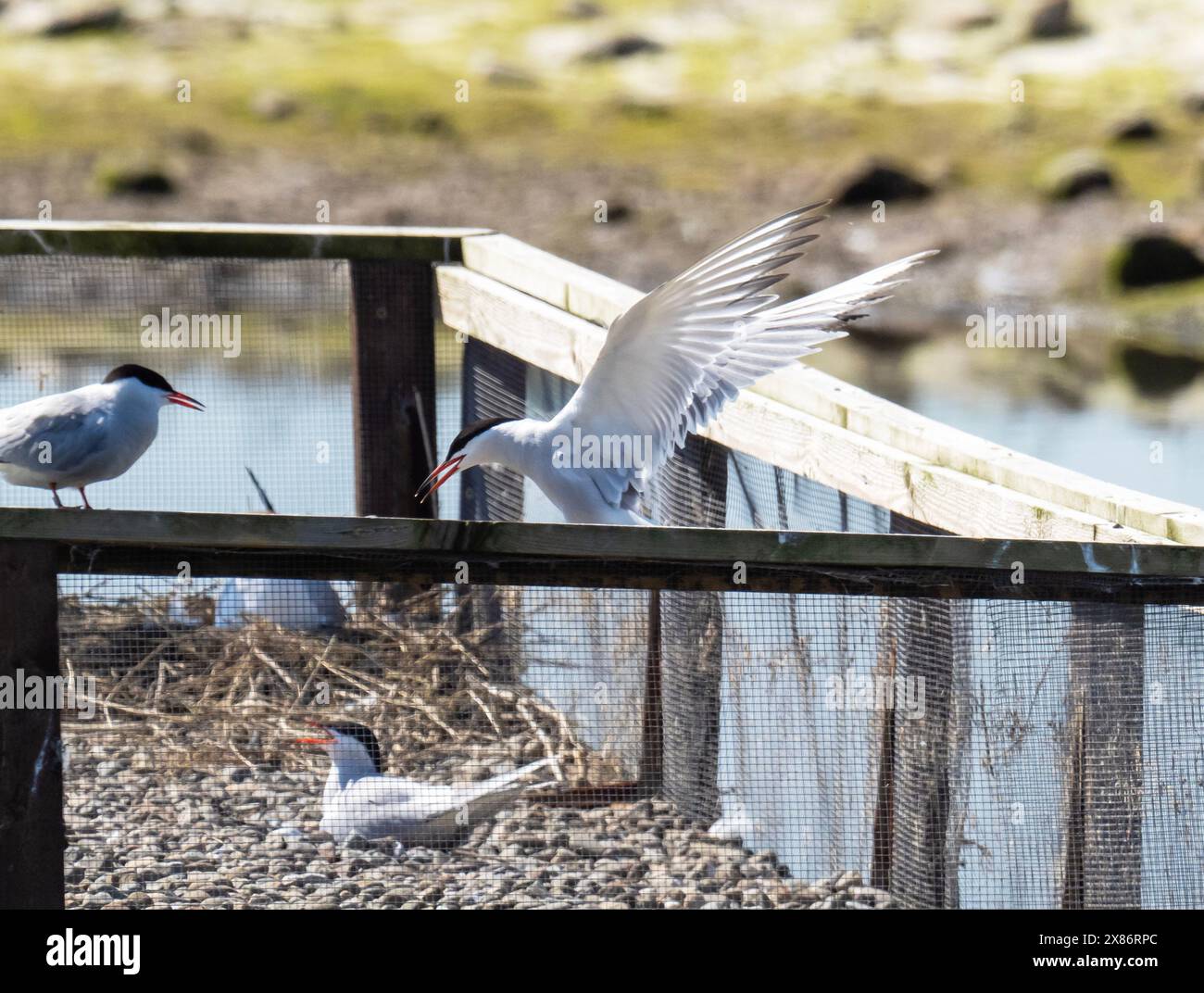Common Tern; Sterna hirundo nesting on a nesting platform at Conder ...