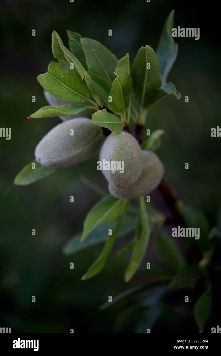 Almendra en fruto en el árbol Stock Photo - Alamy