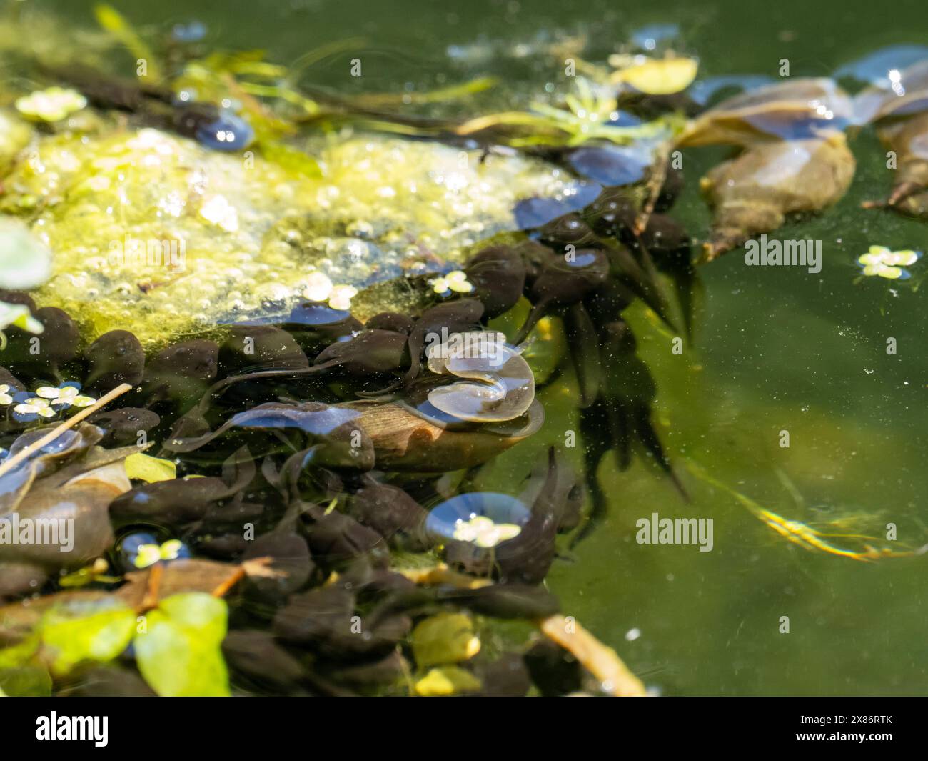 Water Snails and Tadpoles of the Common Frog, Rana temporaria at ...