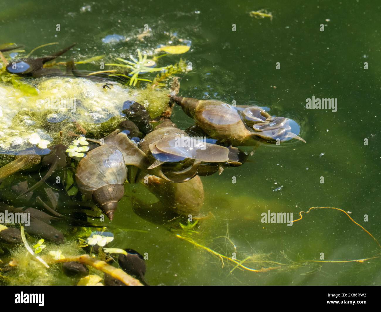 Water Snails and Tadpoles of the Common Frog, Rana temporaria at ...
