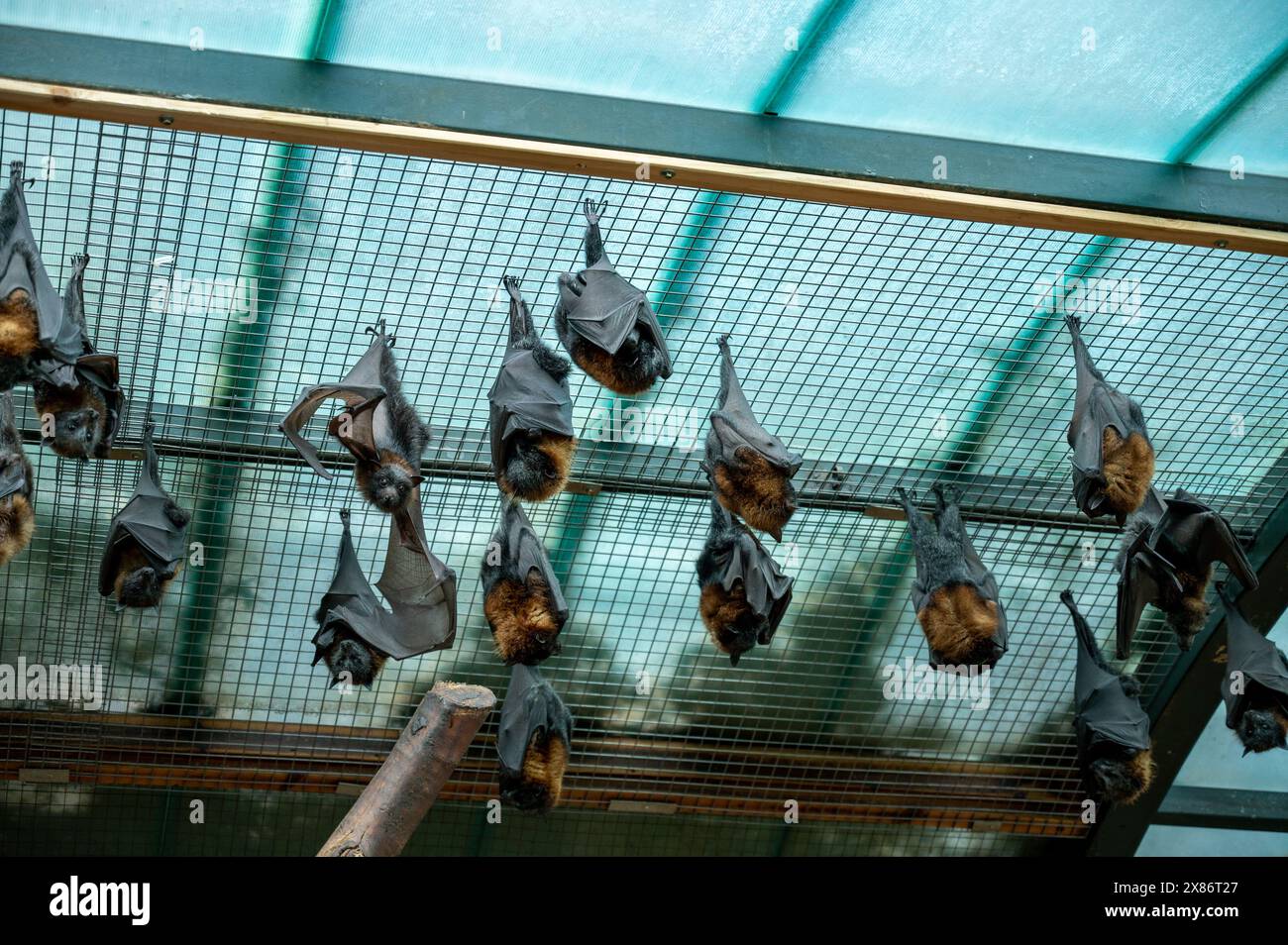 A group of large flying foxes sleep on a net in a zoo. High quality ...