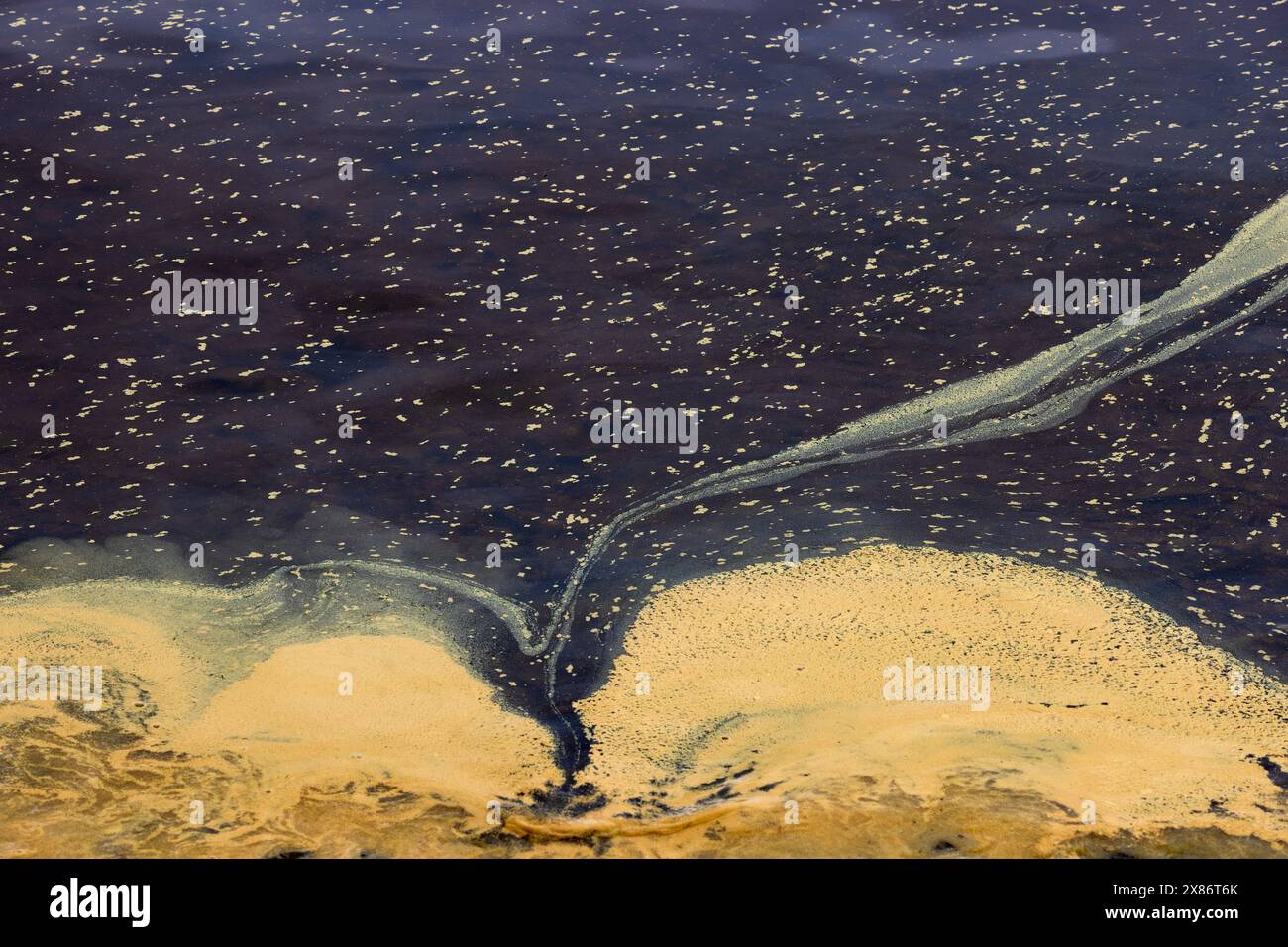 Yellow pollen gathers at water's edge of Murray Lake at Dreher ISland ...