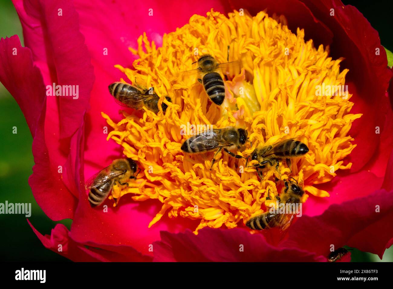 Honey Bees working together in peony bloom bees flower Stock Photo - Alamy