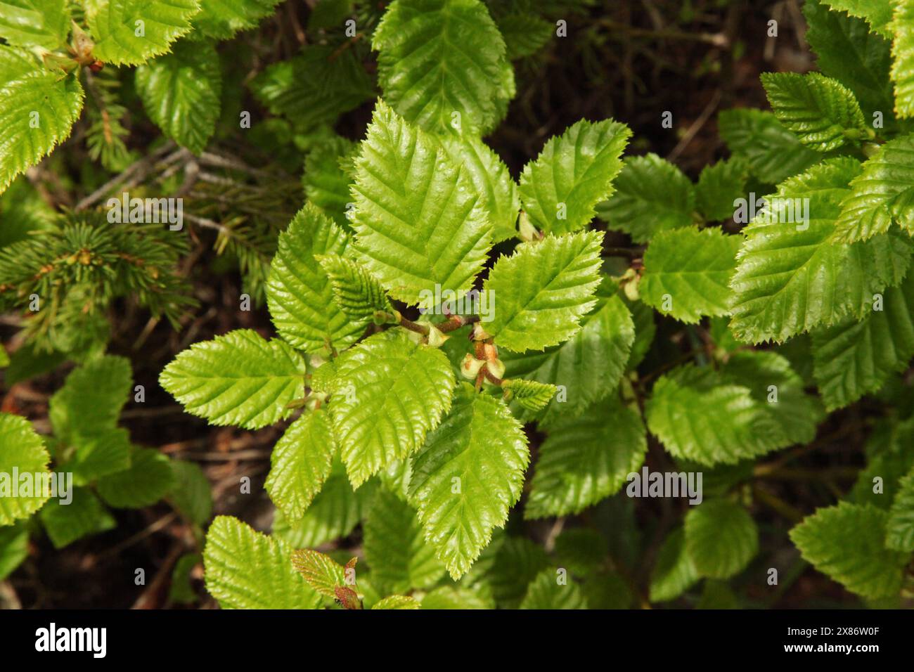 Bright shiny green Alder (Alnus) leaves in Beartooth Mountains, Montana ...