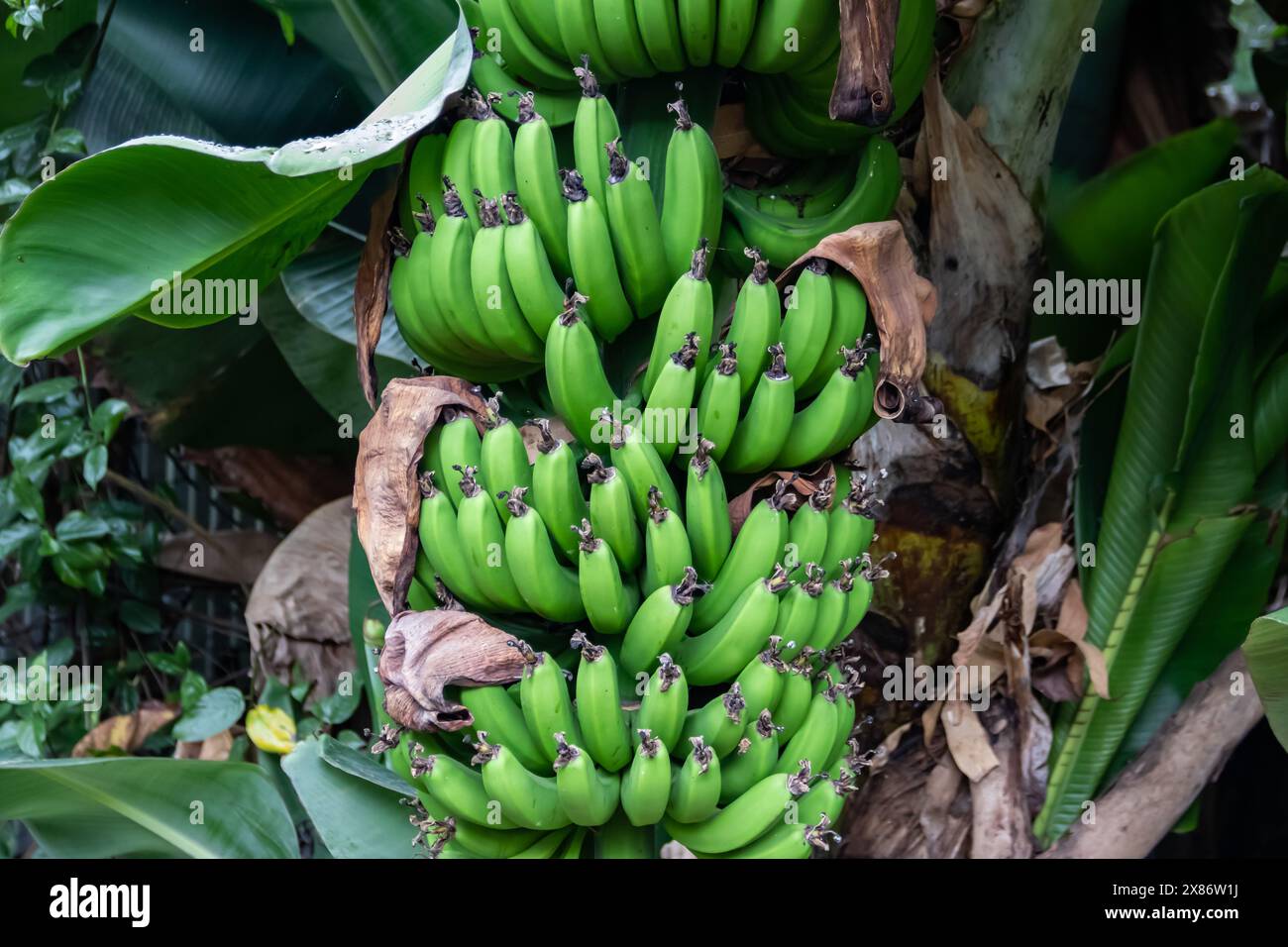 a bunch of fresh green bananas on the banana palm tree, about to be harvested in plantation in ...