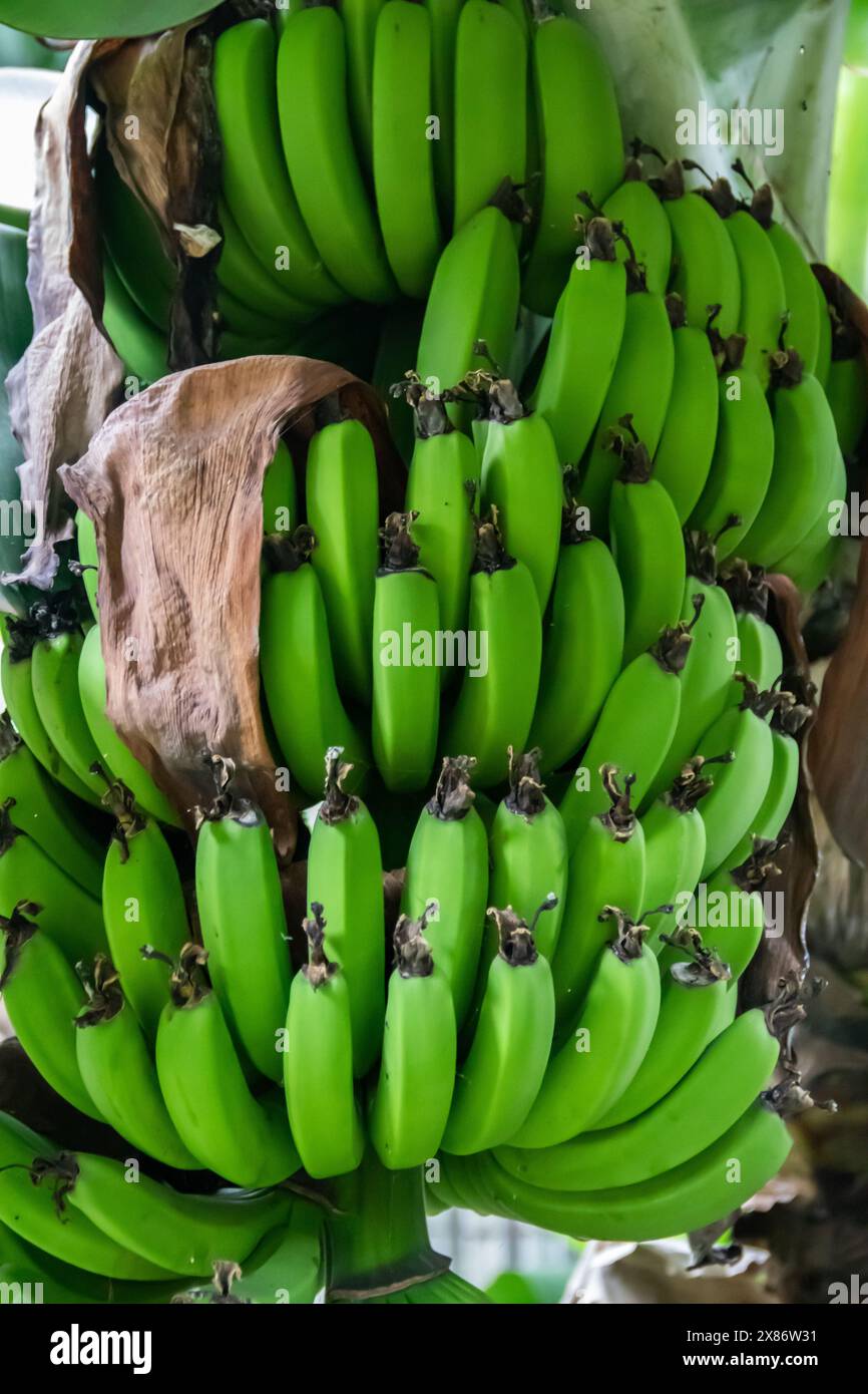a bunch of fresh green bananas on the banana palm tree, about to be harvested in plantation in ...