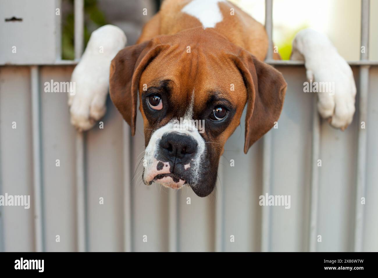 Portrait of sad boxer dog looking through fence waiting for his owner ...