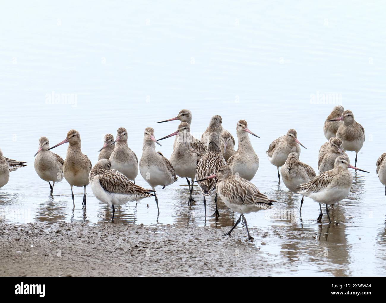 A flock of Bar Tailed Godwit; Limosa lapponica at Leighton moss ...