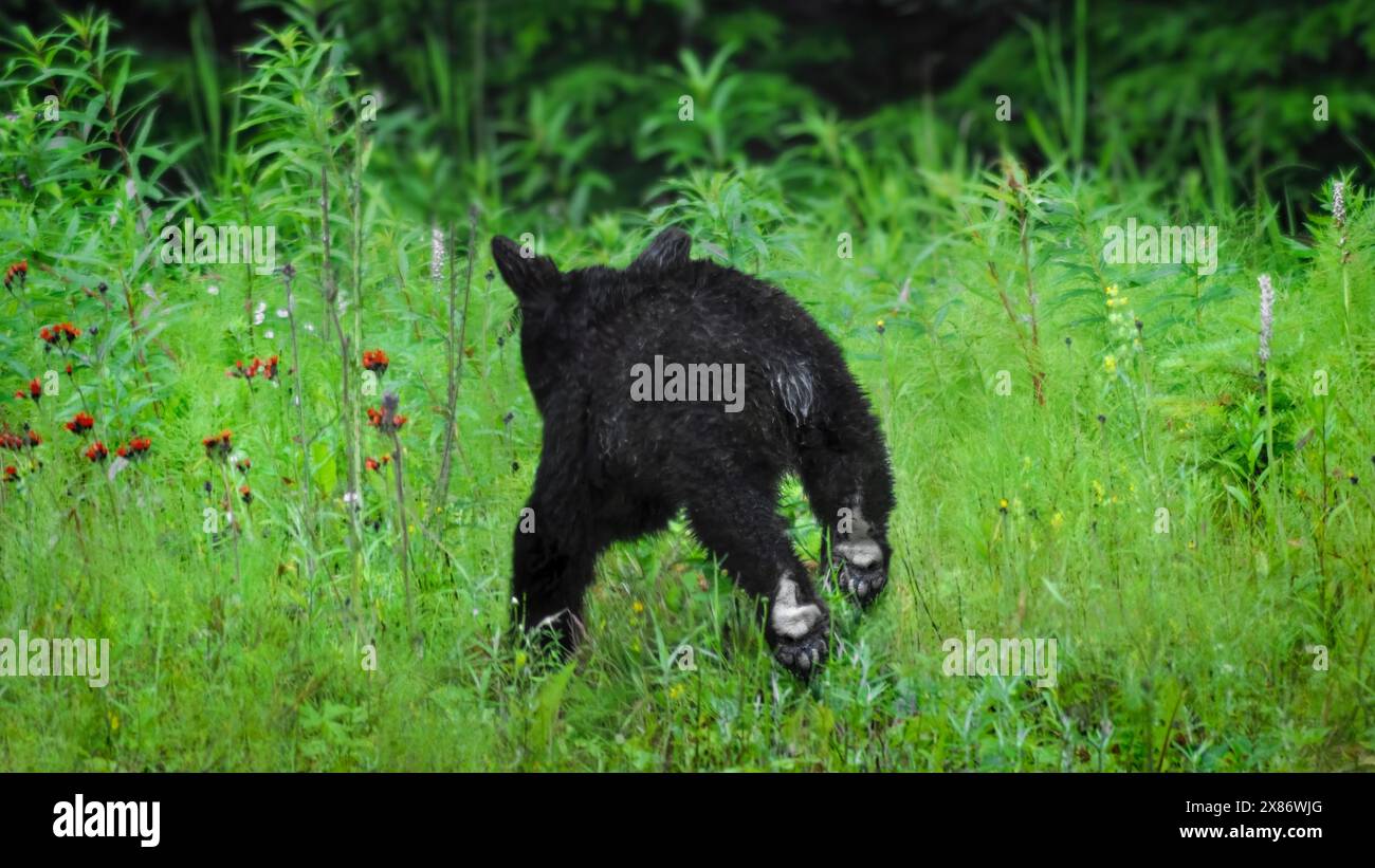 A bear cub (Ursus Americanus)running away through high lush green grass ...