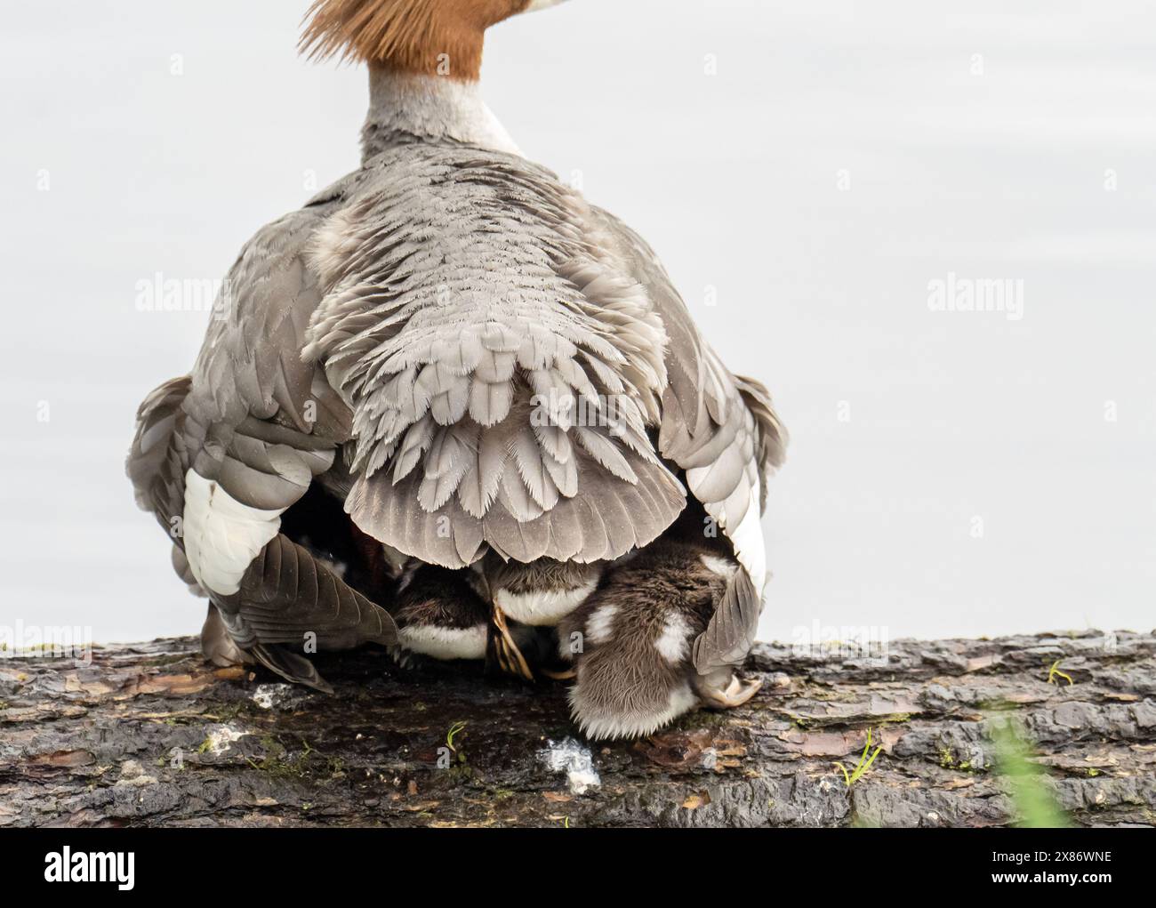 A female Goosander, Mergus merganser sheltering her ducklings from the ...