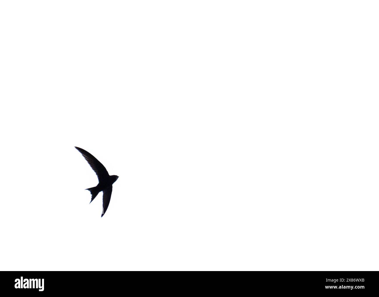 Common Swift, Apus apus flying over Ambleside, Lake District, UK Stock ...