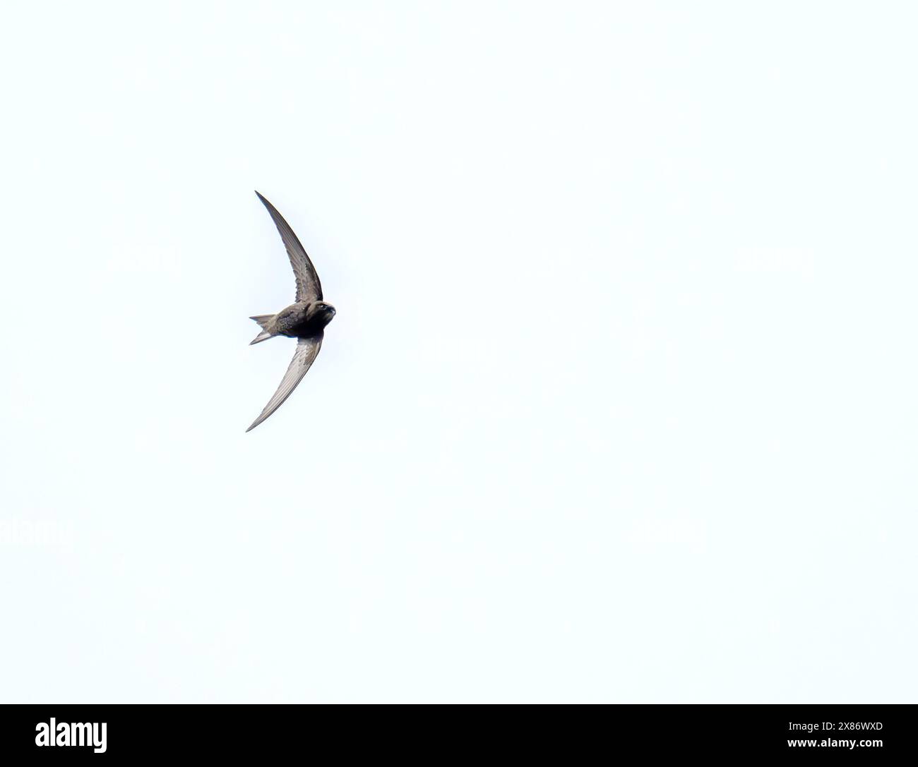 Common Swift, Apus apus flying over Ambleside, Lake District, UK Stock ...