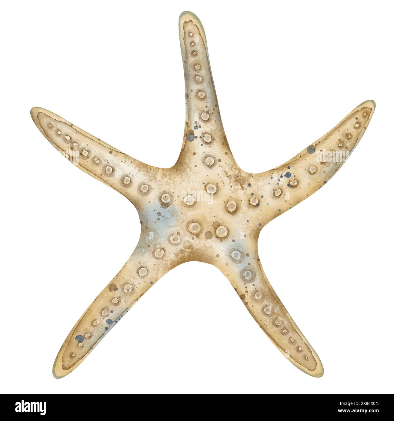 Starfish watercolor illustration. Hand drawn sea Star Fish in pastel ...