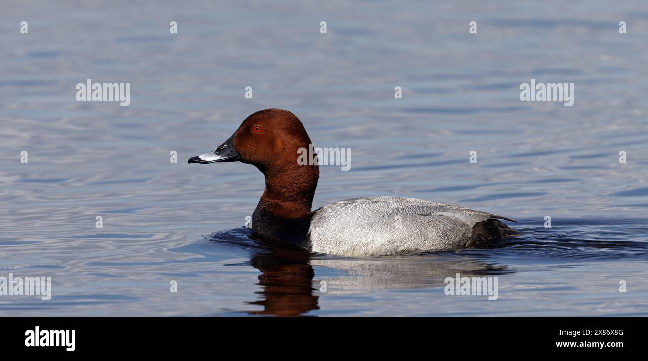 Common pochard ducks swimming in hi-res stock photography and images ...