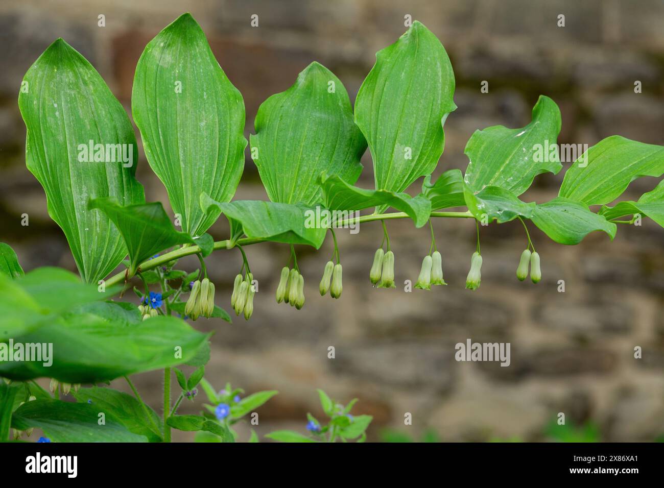 Polygonatum × hybridum. Also known as Gardener's Solomon's Seal and ...