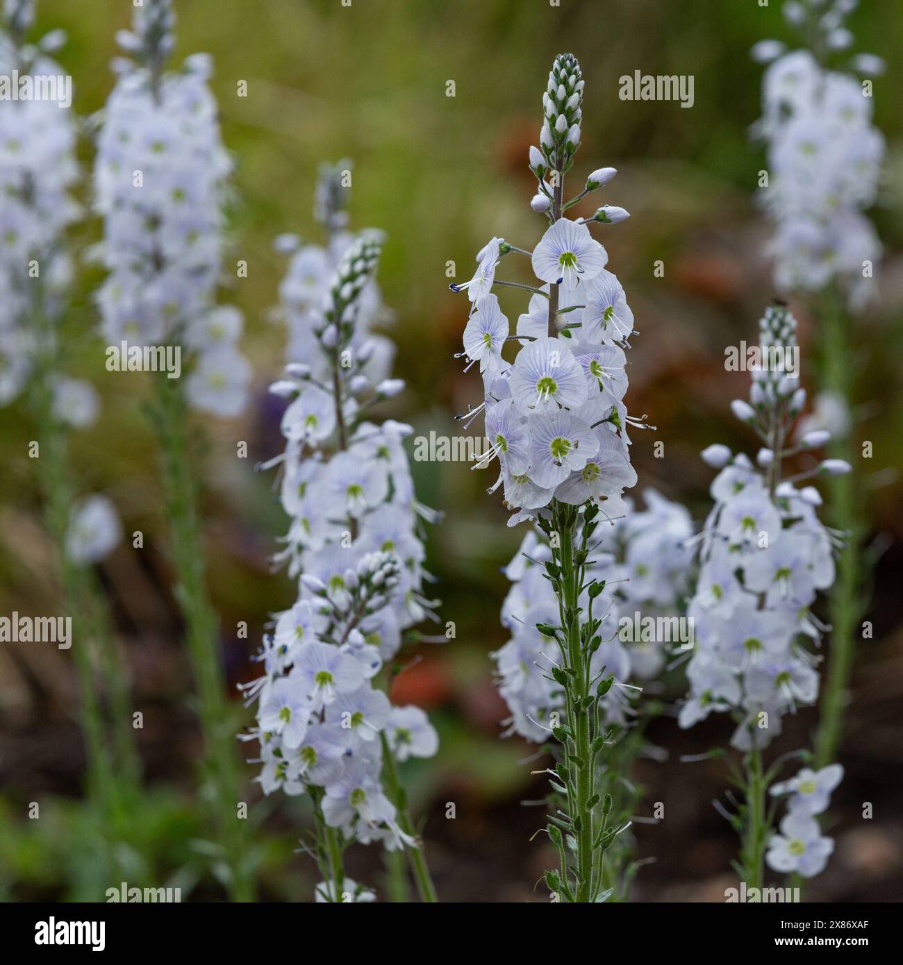Veronica Gentianoides. Also known as Gentian Speedwell Stock Photo - Alamy