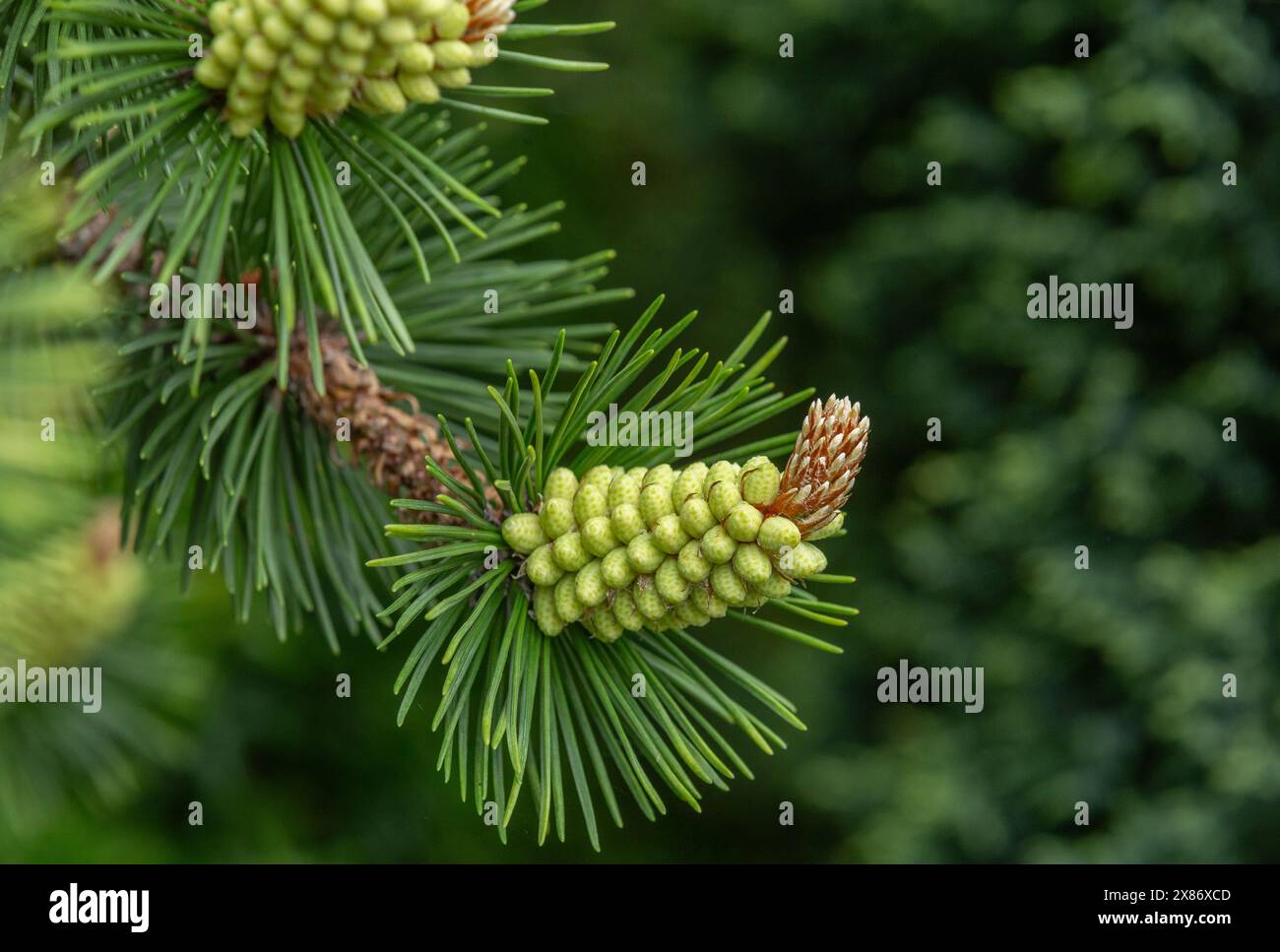 Pinus sylvestris flowers. Scots Pine flowers. This pine is a tall ...