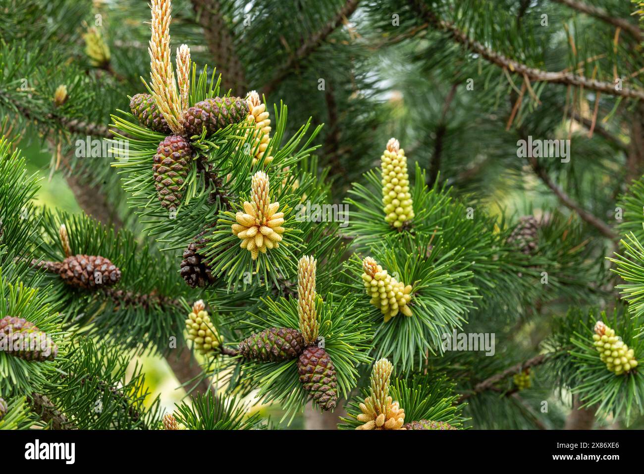 Pinus sylvestris male flowers and cones. Scots Pine male flowers and ...