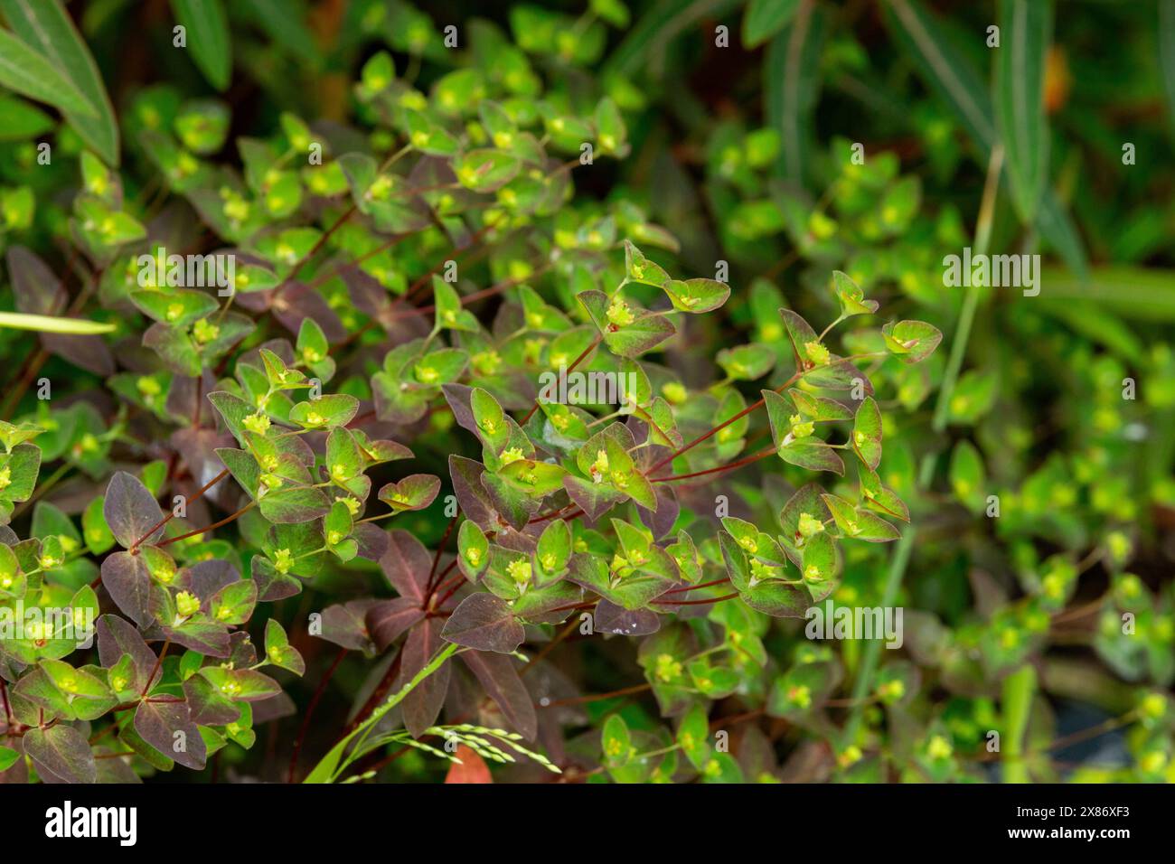Euphorbia Purpurea 'Purple Leaf Spurge' Stock Photo - Alamy