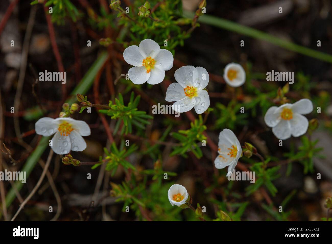 Halimium 'April Snow', common name Rock Rose 'April Snow' Stock Photo ...