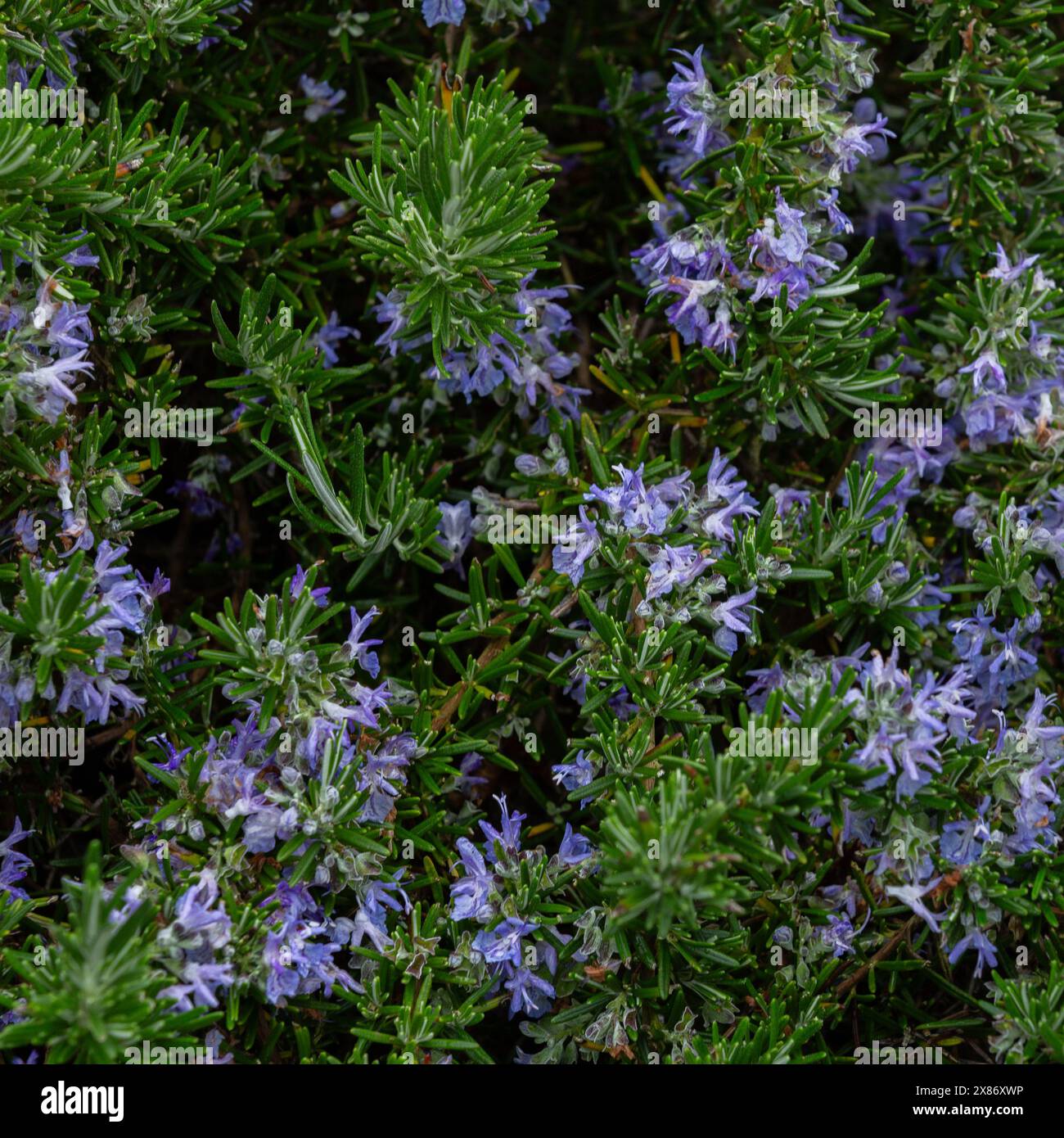 Salvia Rosmarinus. Rosemary. An aromatic shrub also known as old man ...