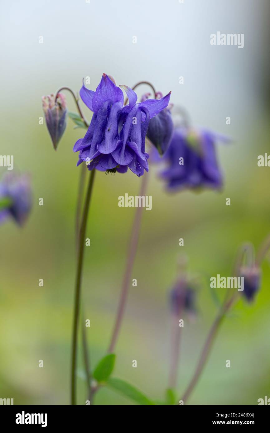 Double Violet Blue Columbine. Aquilegia vulgaris 'Double Violet Blue ...