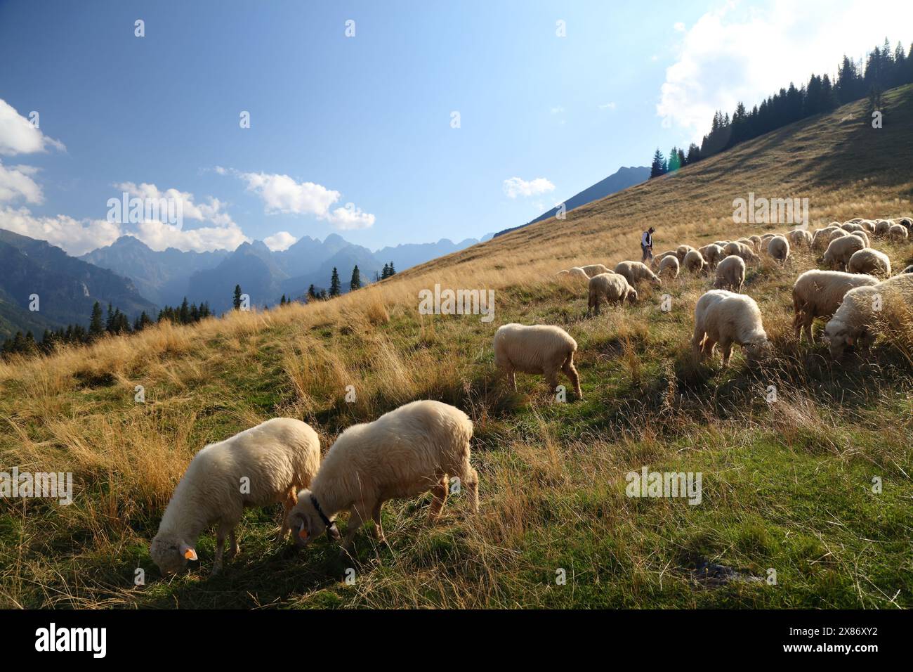 Tatra mountains in Poland. Traditional shepherding of sheep in Rusinowa ...