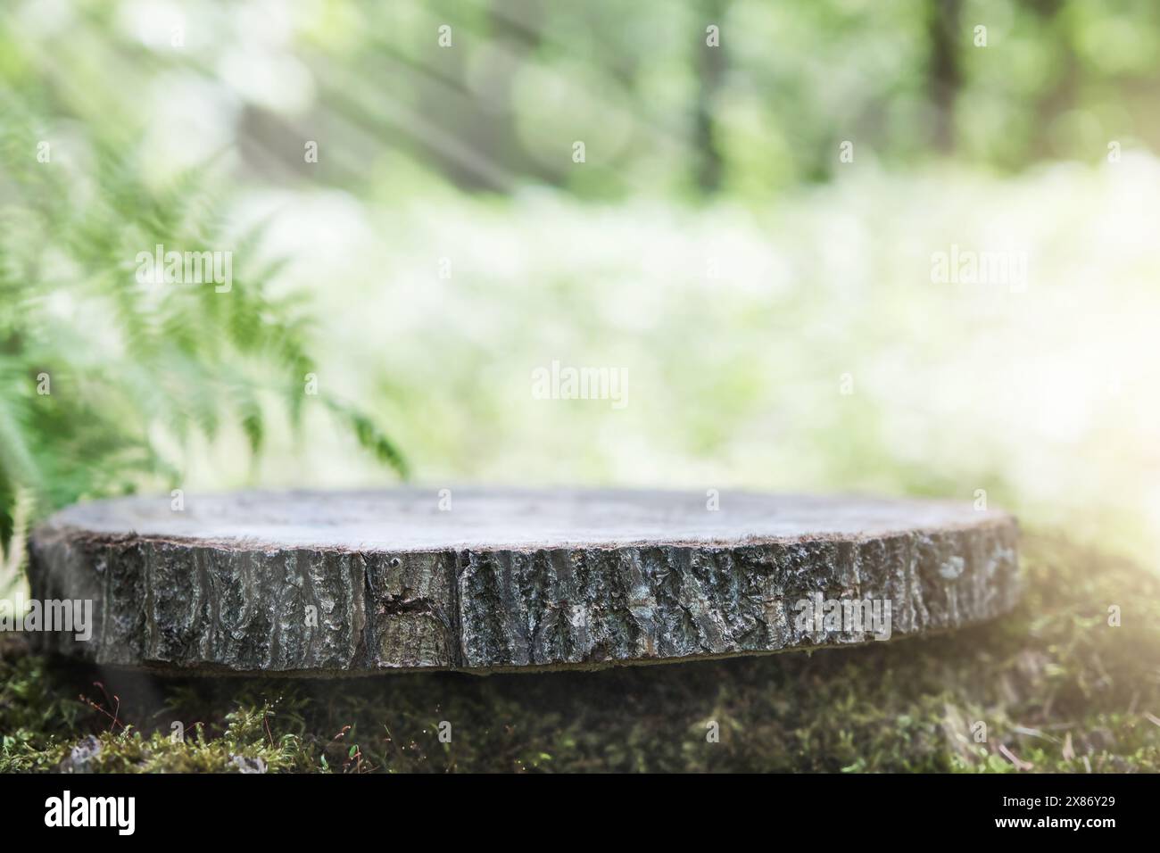 Empty wooden stand stump in moss with fern leaves and white flowers in ...