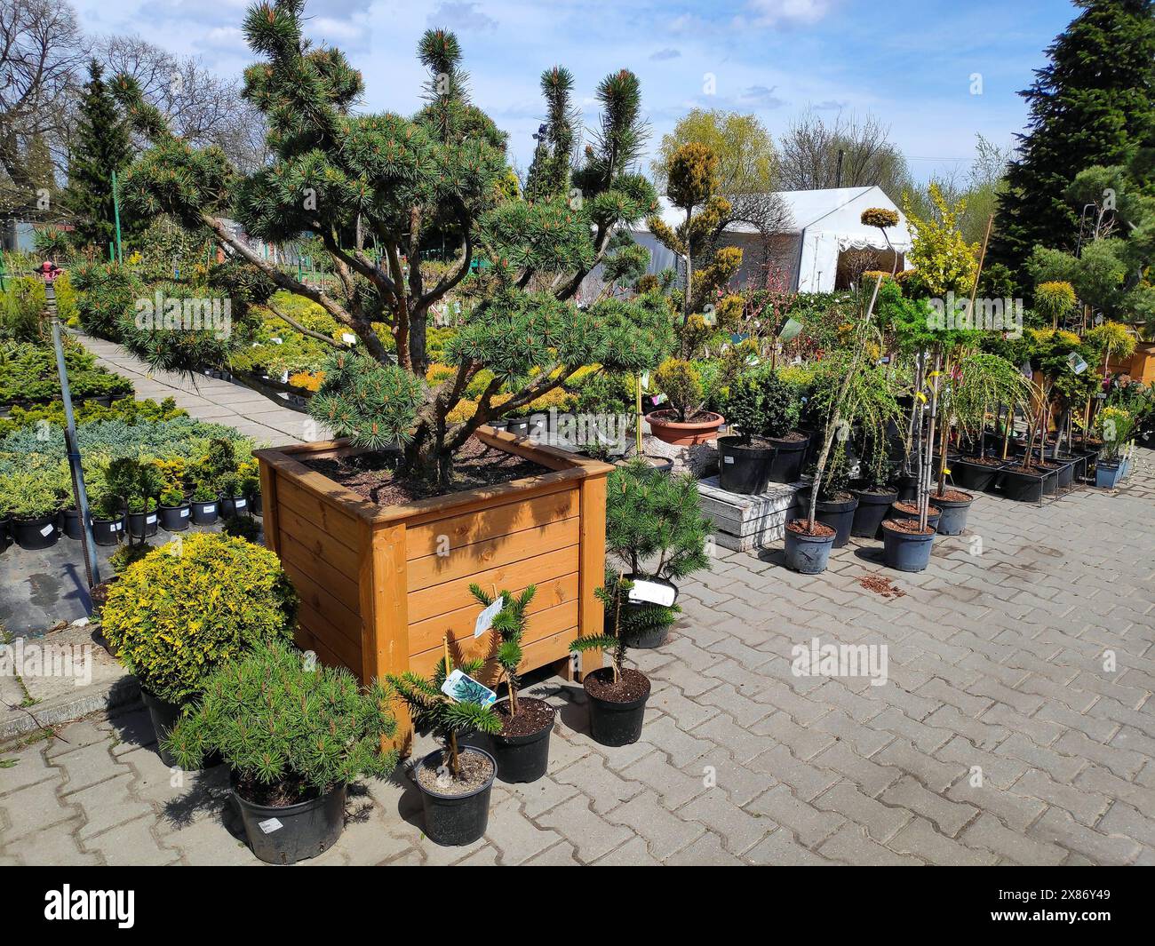 Garden plants nursery in Poland. Thuja evergreen shrub, pine and ...