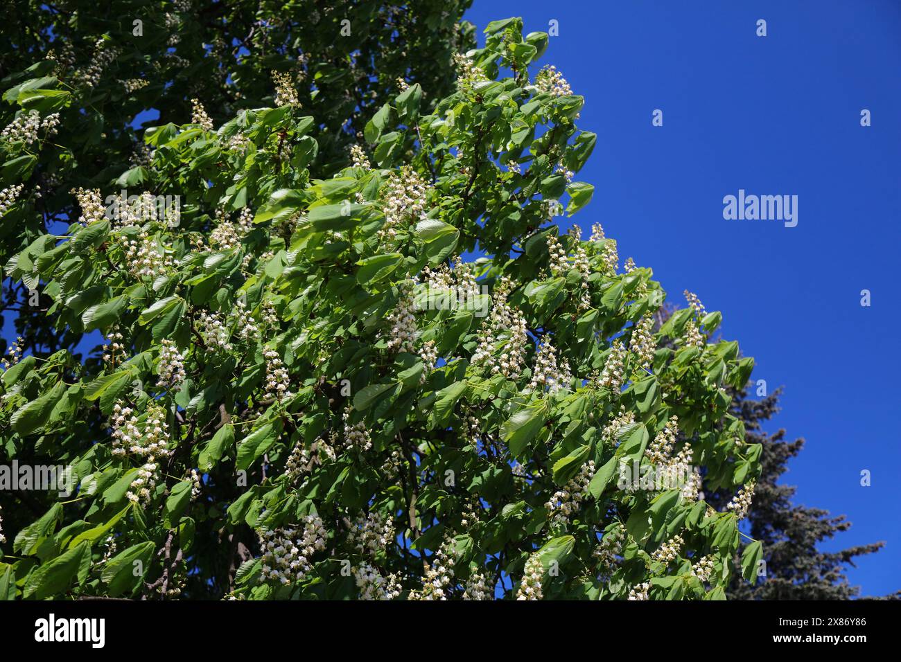 Horse chestnut tree blossoms in Europe. European nature - Horse ...