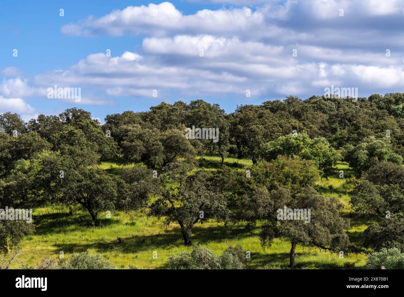 Rosal de la frontera hi-res stock photography and images - Alamy